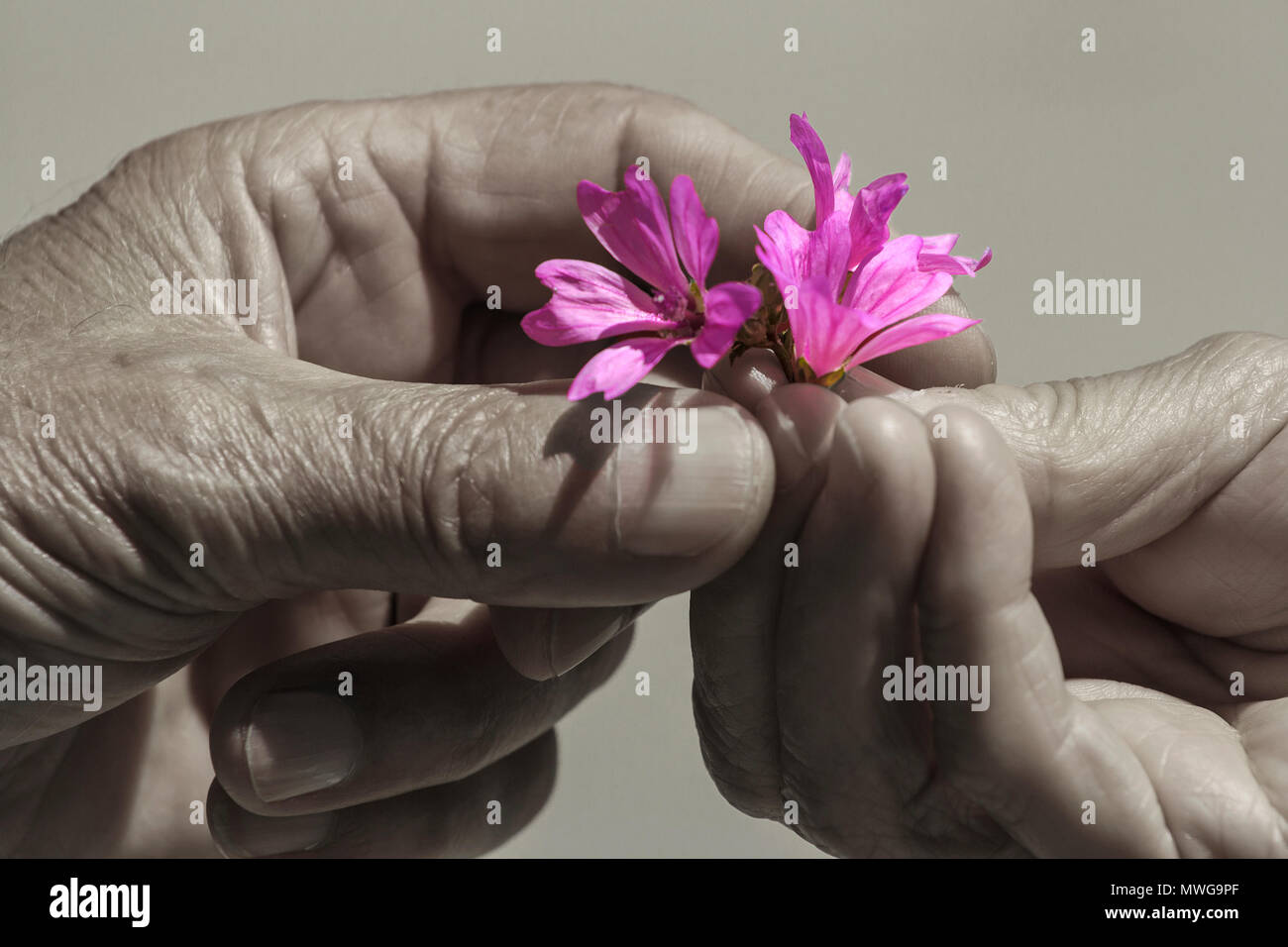 Giving flowers hand hi-res stock photography and images - Alamy