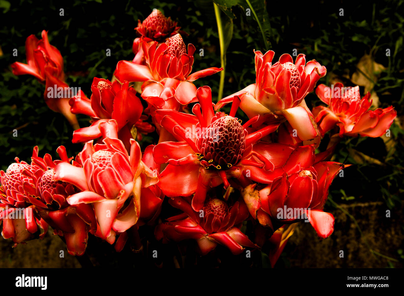 Caribbean and americas hi-res stock photography and images - Alamy