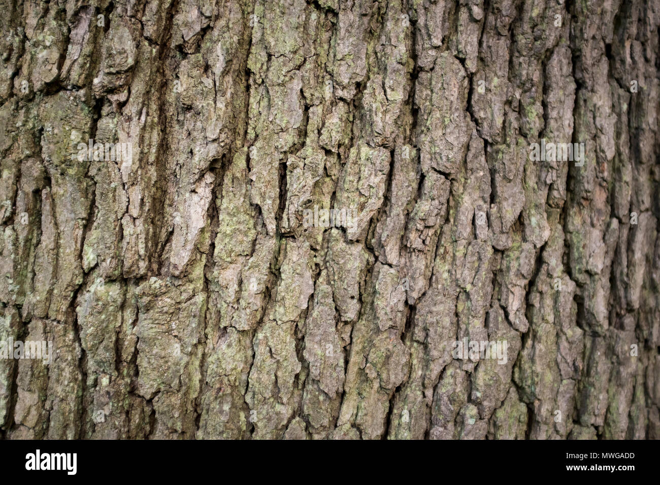 Full frame close up of the textured bark of an old-growth tree Stock ...