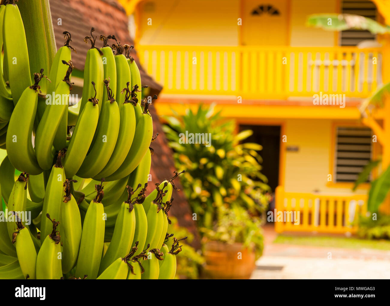 How to grow bananas hi-res stock photography and images - Alamy