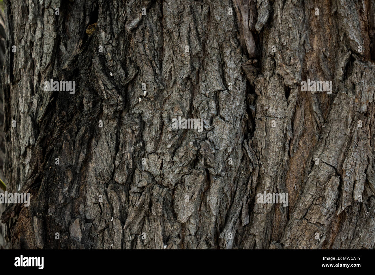 Dry tree bark texture. background Stock Photo - Alamy