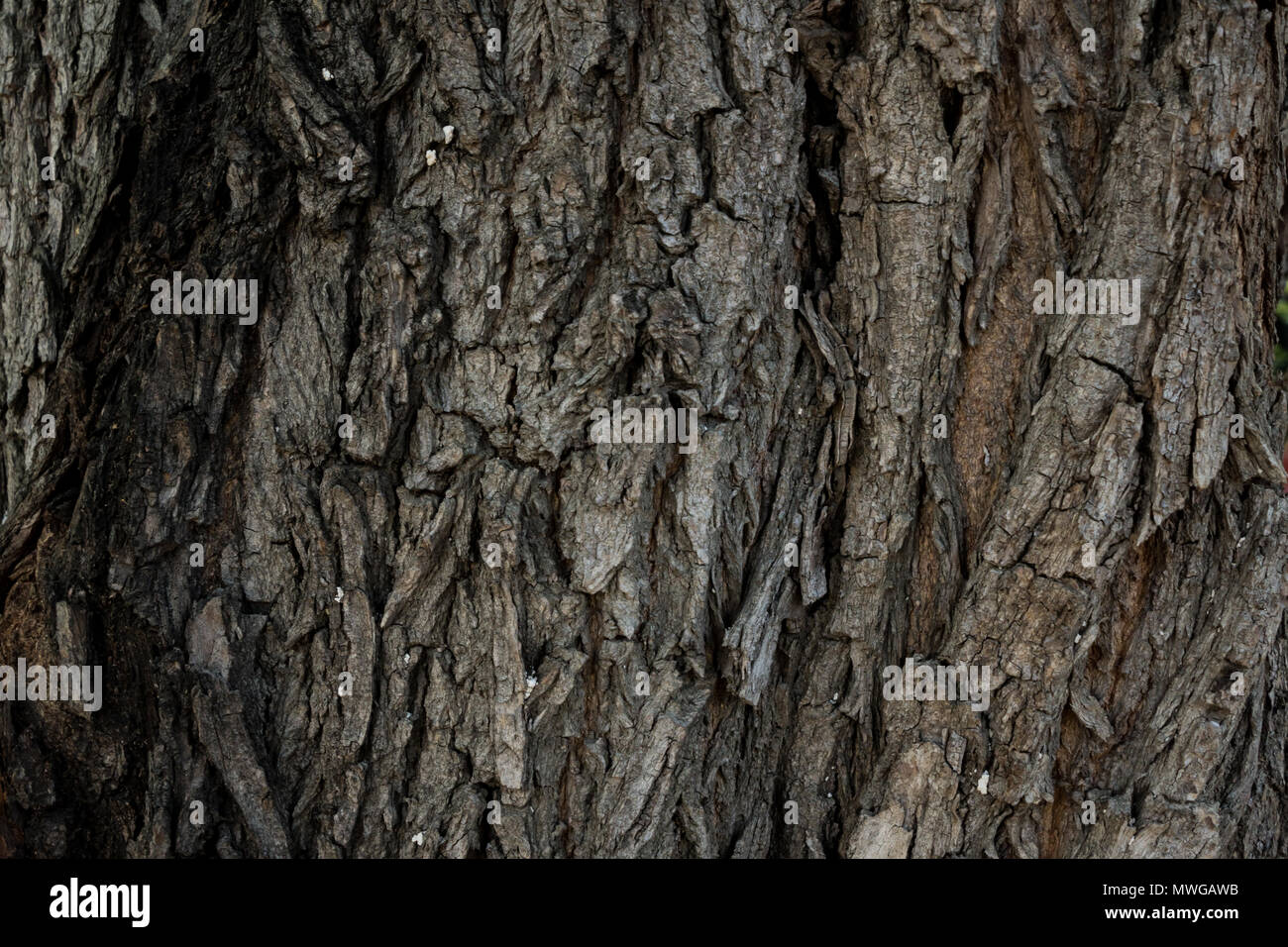 Dry tree bark texture background Stock Photo - Alamy