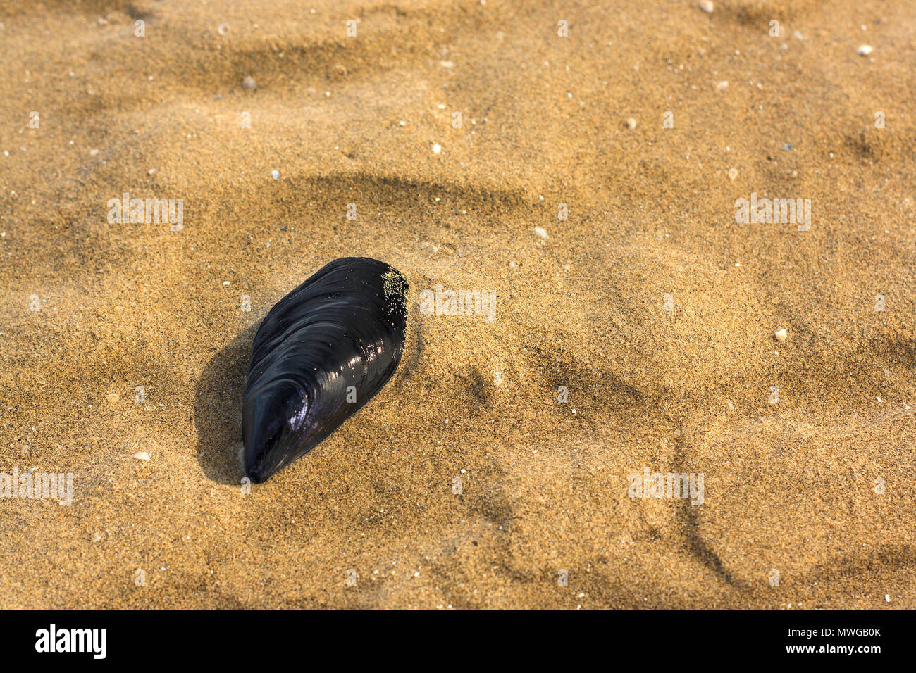 Mussel shell texture hi-res stock photography and images - Alamy