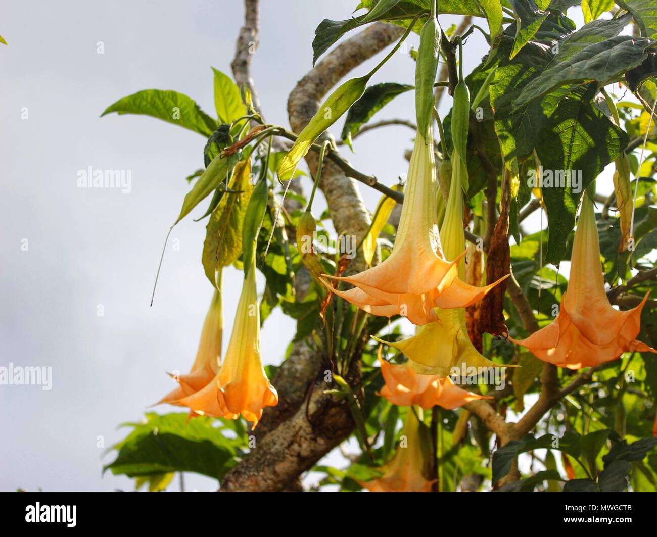 Beautiful yellow orange upside down flowers Stock Photo - Alamy Beautiful yellow orange upside down flowers Stock Photo - Alamy