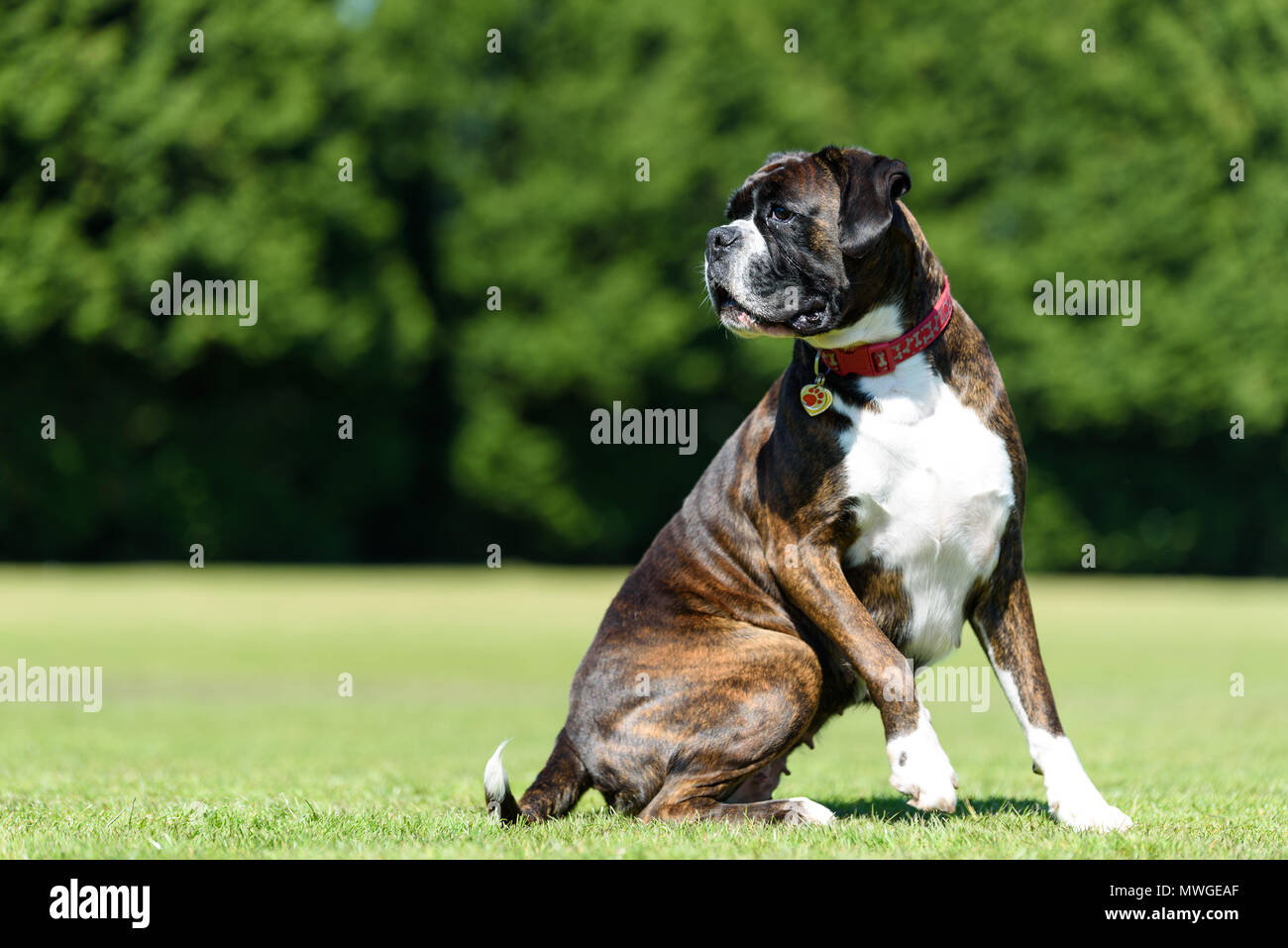 German Boxer Dog High Resolution Stock Photography and Images - Alamy