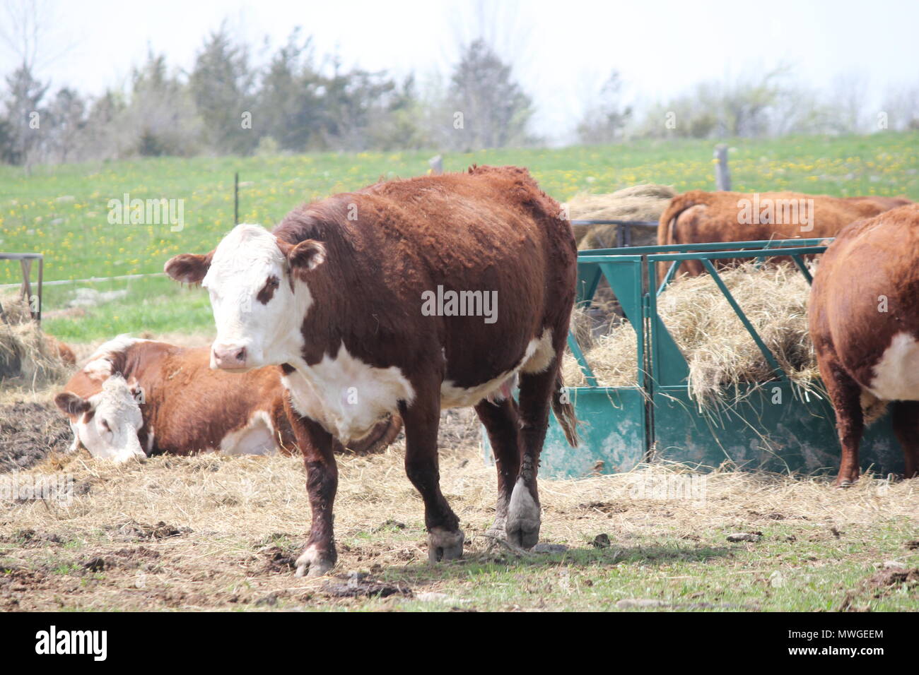 Hereford cow in a small enclosed corral Stock Photo - Alamy