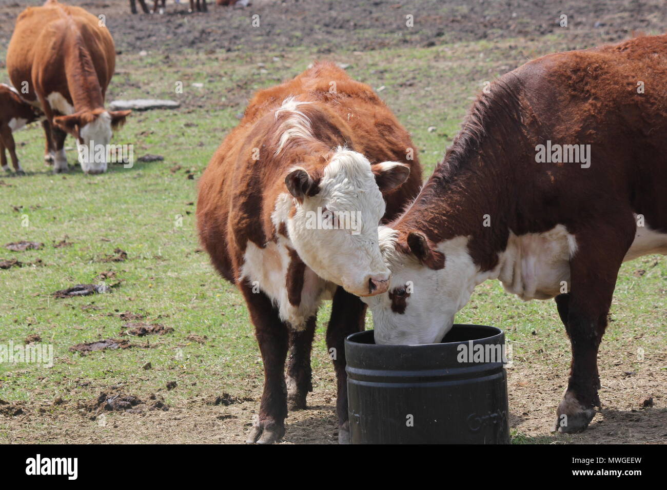 Hereford cows at a feeding bucket in a small enclosed feeding/grazing ...