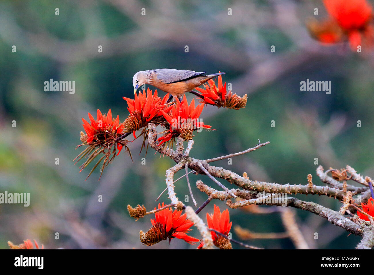 The chestnut-tailed starling or grey-headed myna (Sturnia malabarica ...