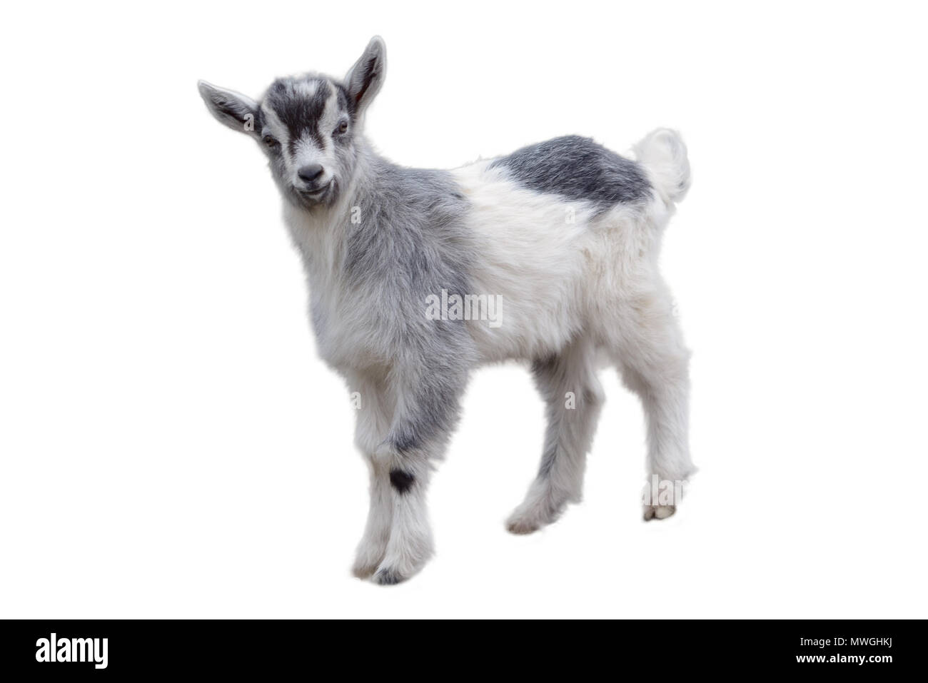 Little cute lamb isolated on white background Stock Photo - Alamy