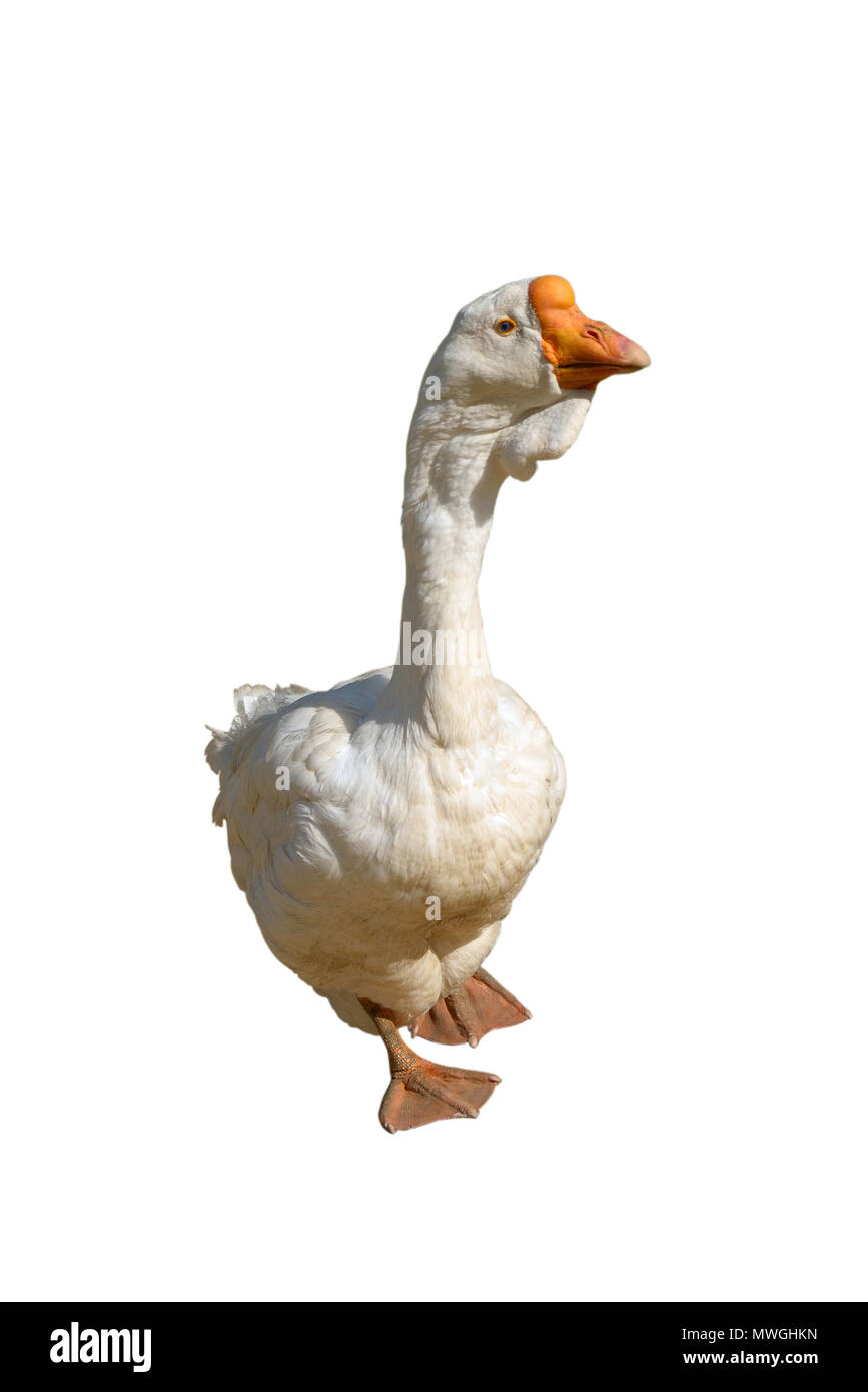 Domestic background hi-res stock photography and images - Alamy