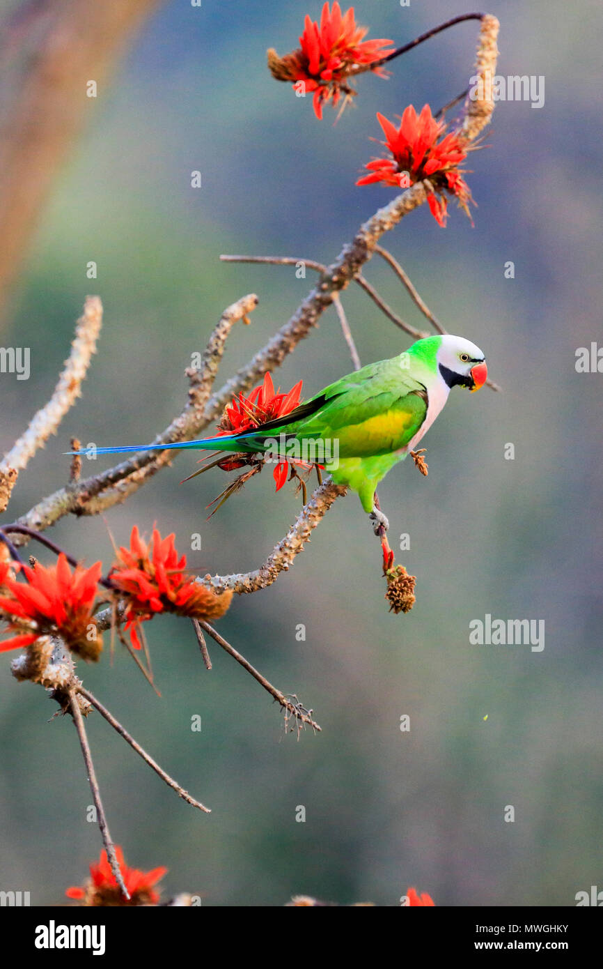 Red-breasted parakeet (Psittacula alexandri), Satchari National Park ...
