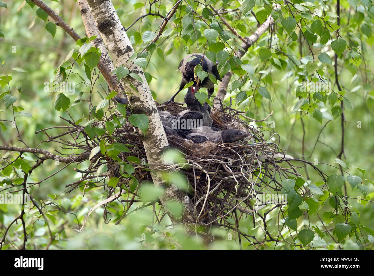 Fledgling crow hi-res stock photography and images - Alamy