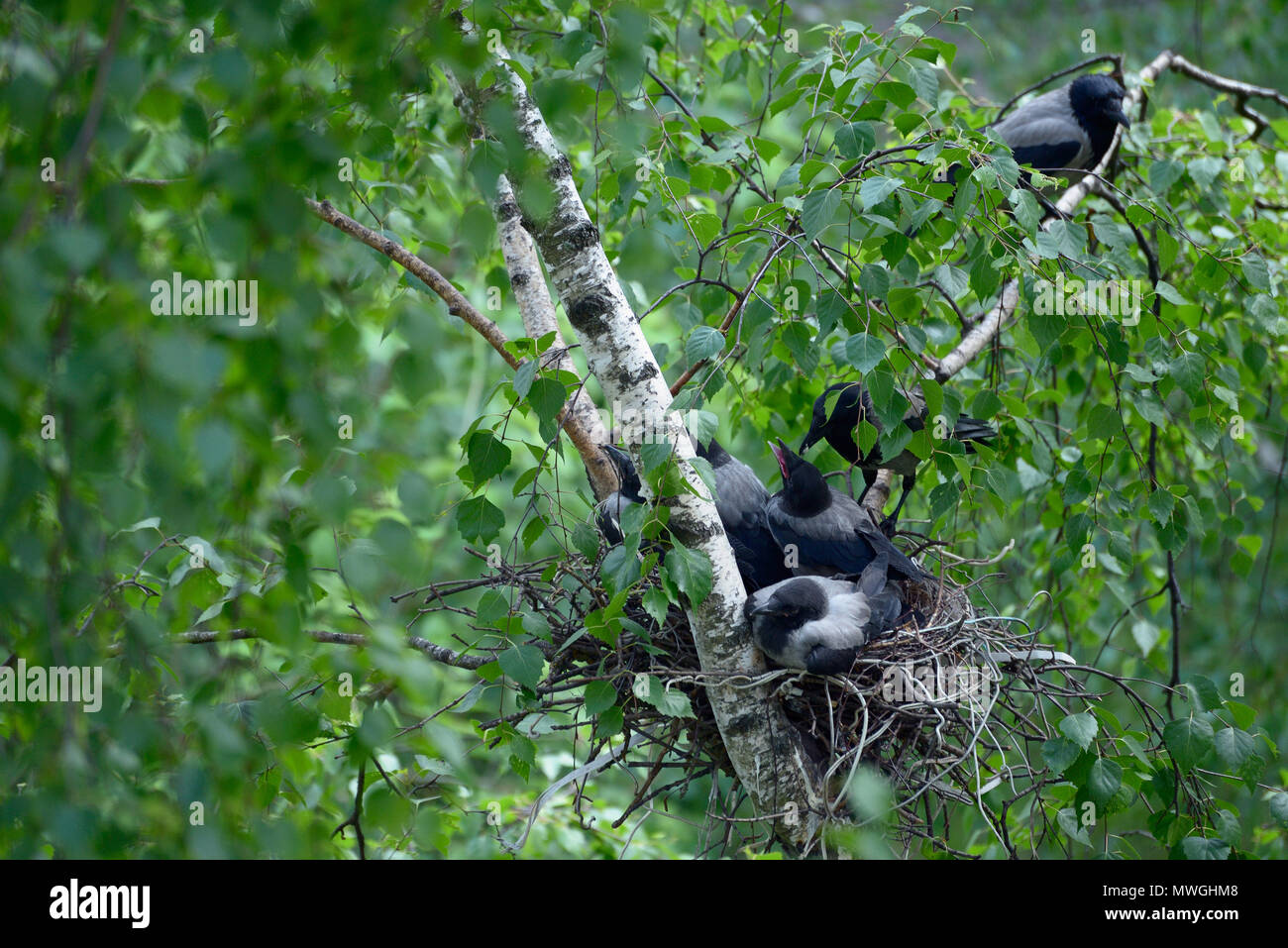Crow nest hi-res stock photography and images - Alamy