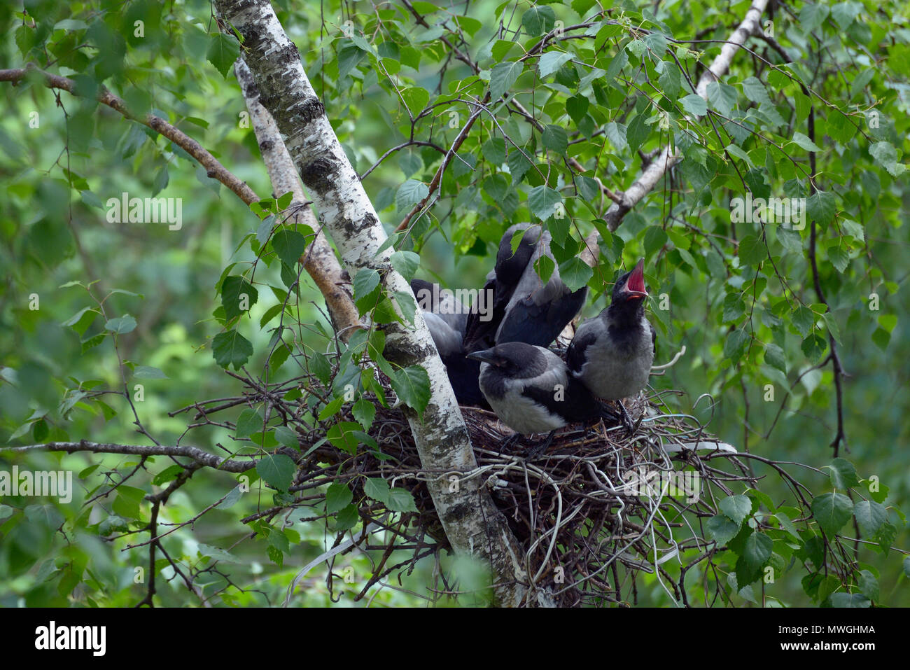 Grown up crow before departure from the nest Stock Photo - Alamy