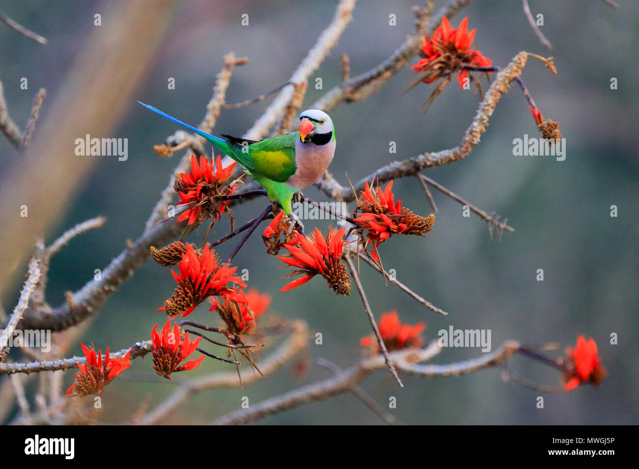 Red-breasted parakeet (Psittacula alexandri), Satchari National Park ...