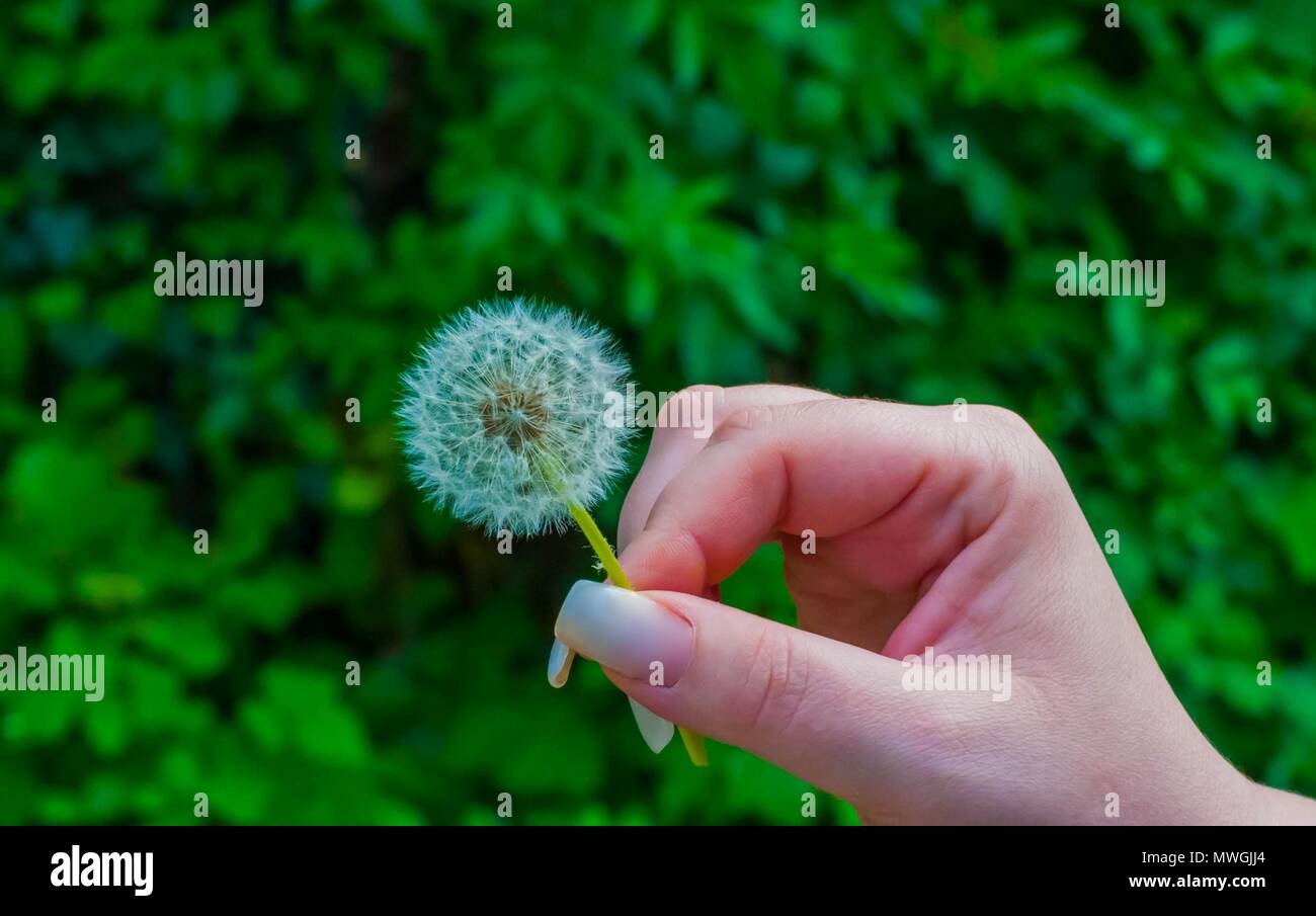 Photography of womens hand with flower Stock Photo - Alamy