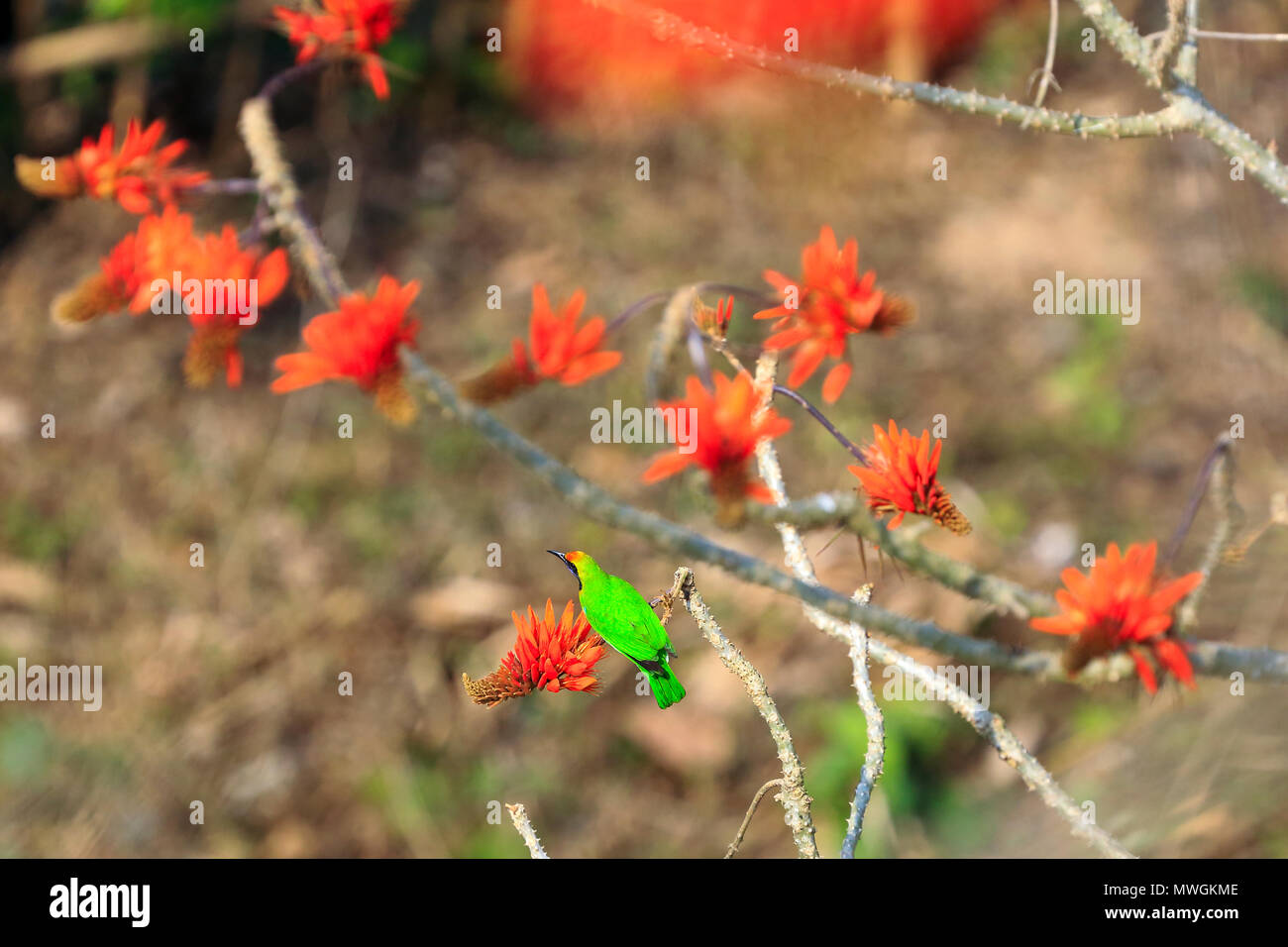 Mandar flower hi-res stock photography and images - Alamy
