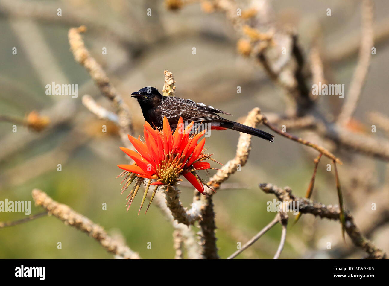Red Vented Bulbul Indian Bird High Resolution Stock Photography and ...