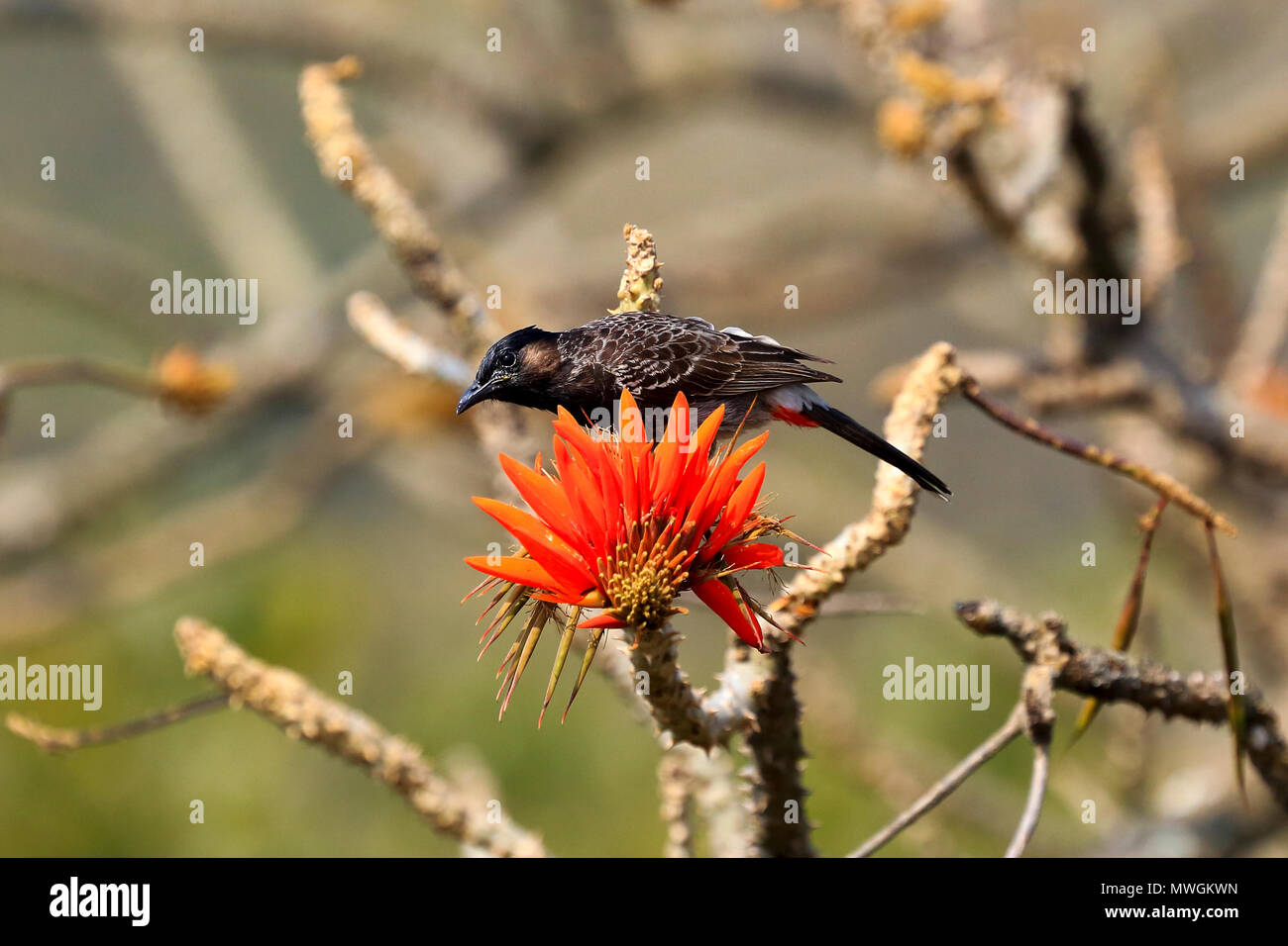 Red Vented Bulbul Indian Bird High Resolution Stock Photography and ...