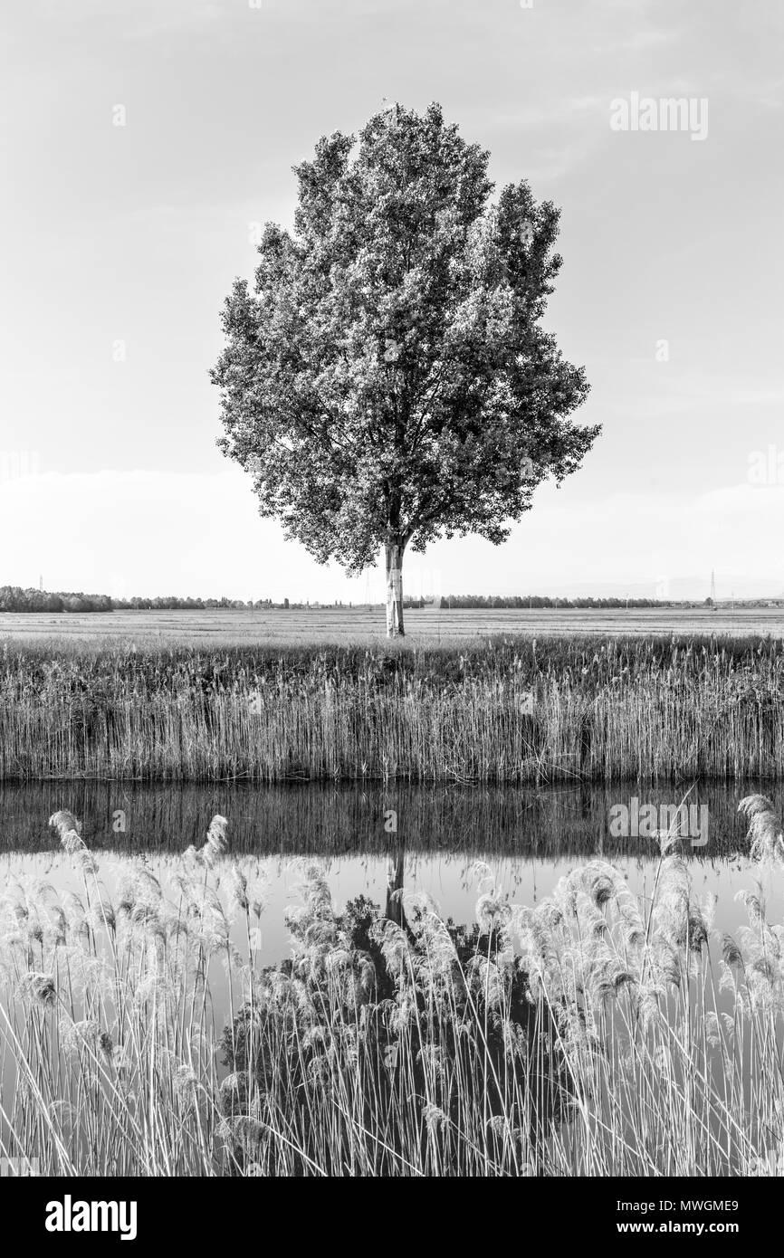 Background green meadow grass Black and White Stock Photos & Images - Alamy