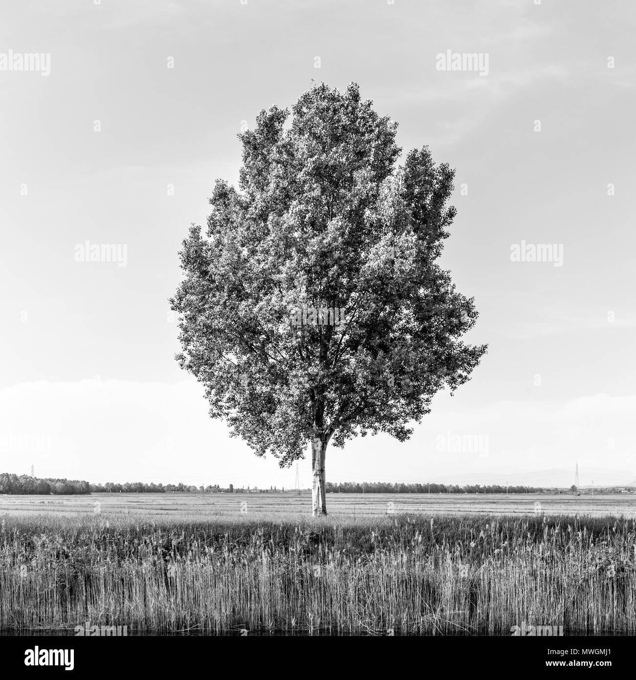 Landscape field in summer Black and White Stock Photos & Images - Alamy