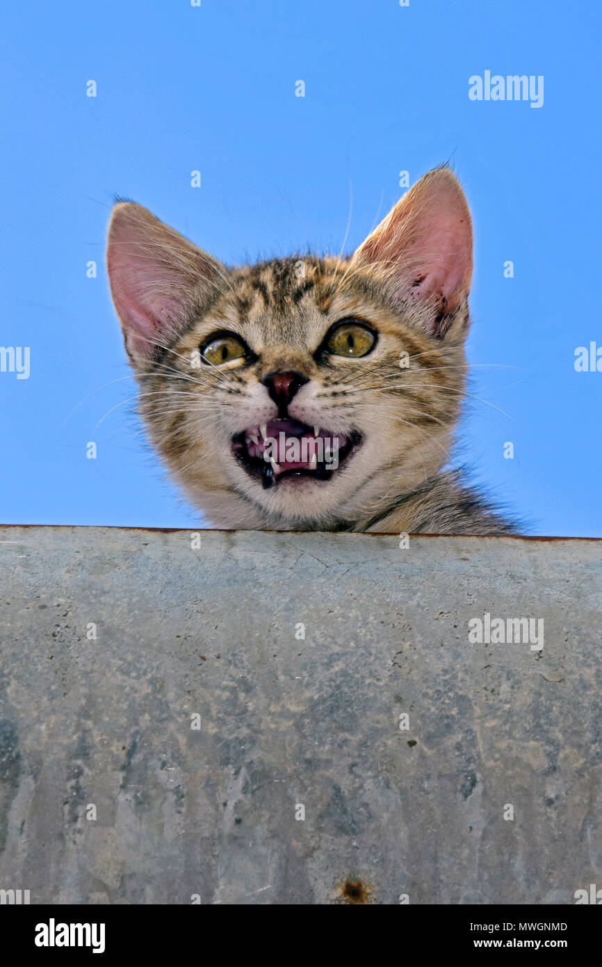 Grey tabby kitten meowing in a rain gutter Stock Photo - Alamy