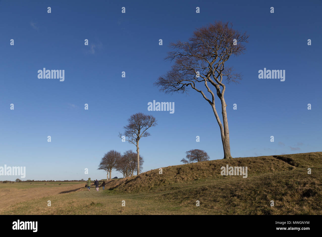 Roundway down hill fort hi-res stock photography and images - Alamy