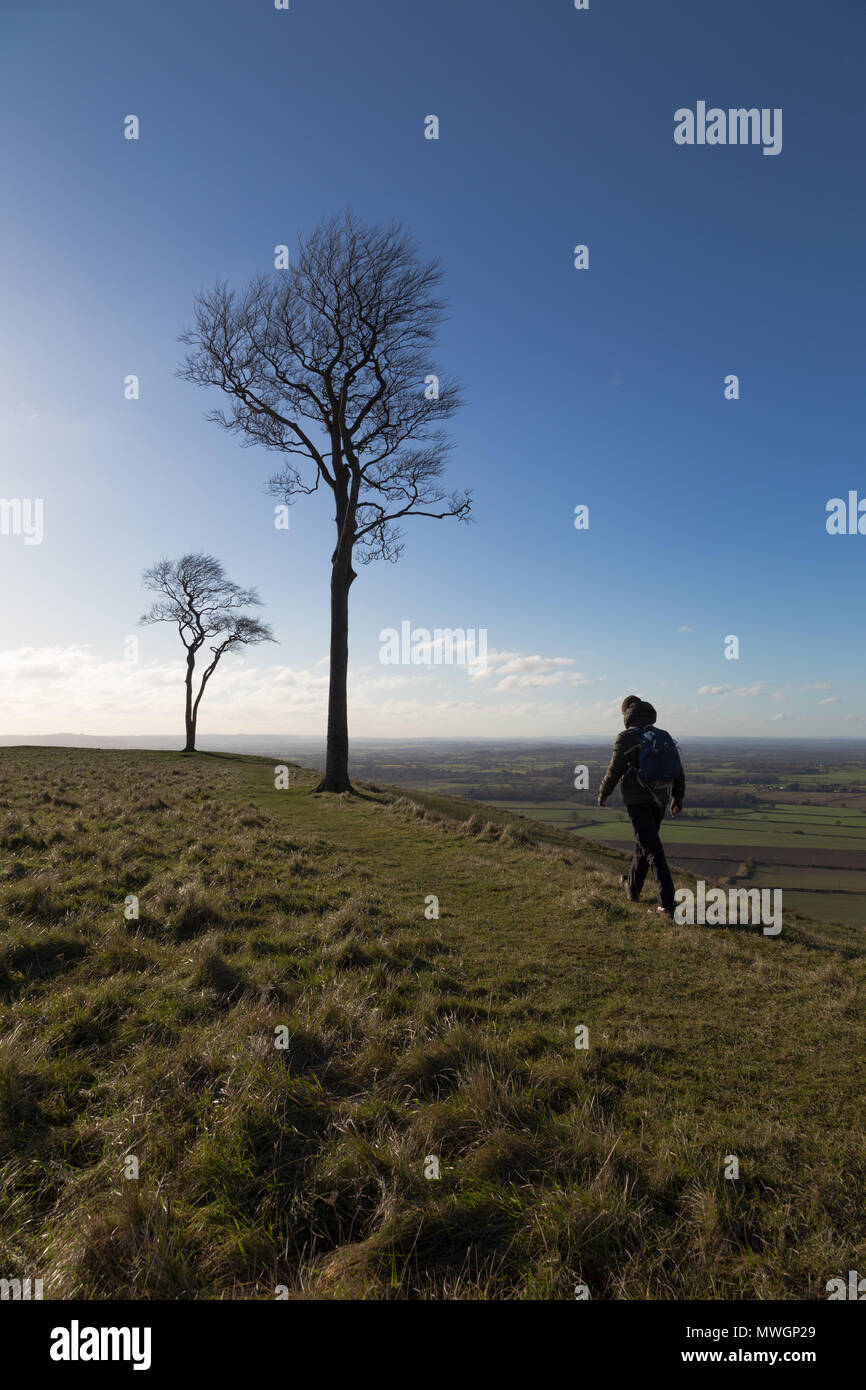 Lone trees on Roundway Down Devizes Stock Photo - Alamy