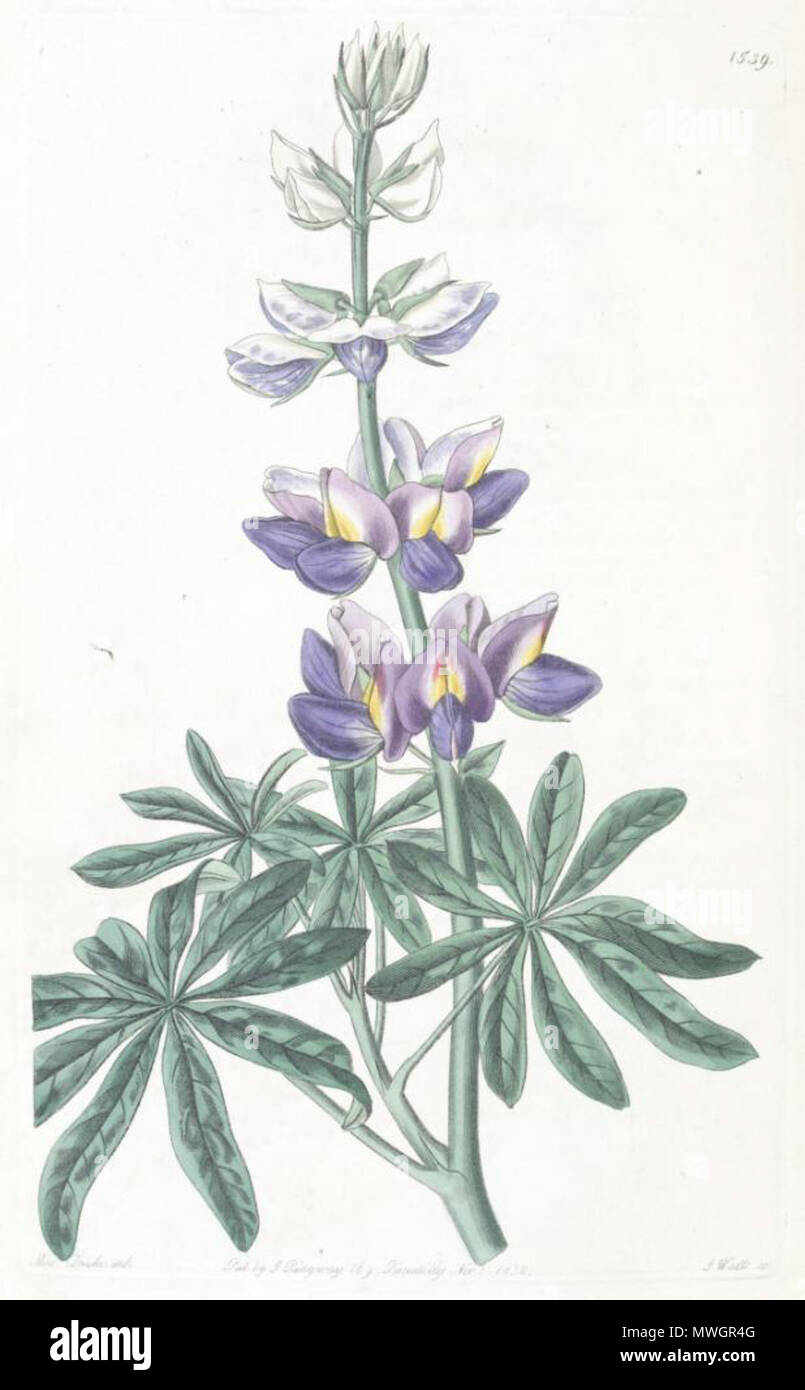 . Illustration of Lupinus mutabilis . 1832. John Lindley (1799-1865 ...