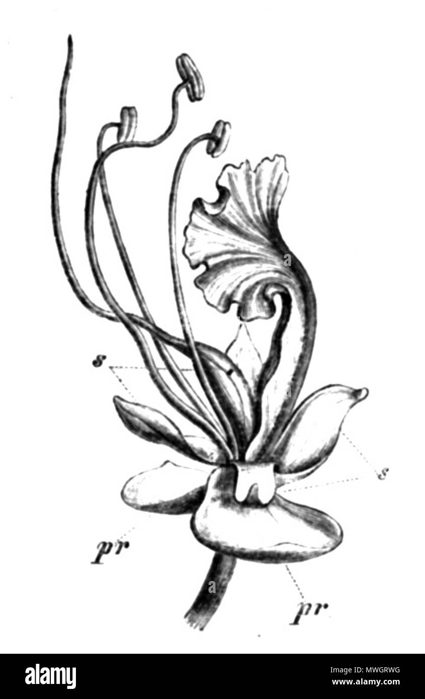 . Illustration from book . 1891. Paul Hermann Wilhelm Taubert (1862 ...