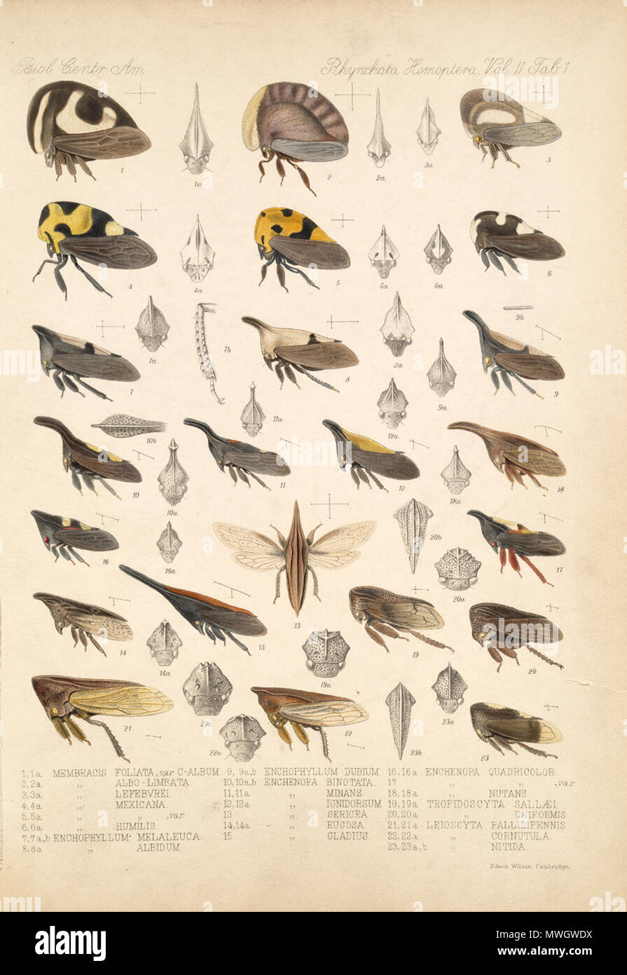. Membracidae Plate . 1915. Edwin Wilson Cambridge 77 Bcags1 Stock ...