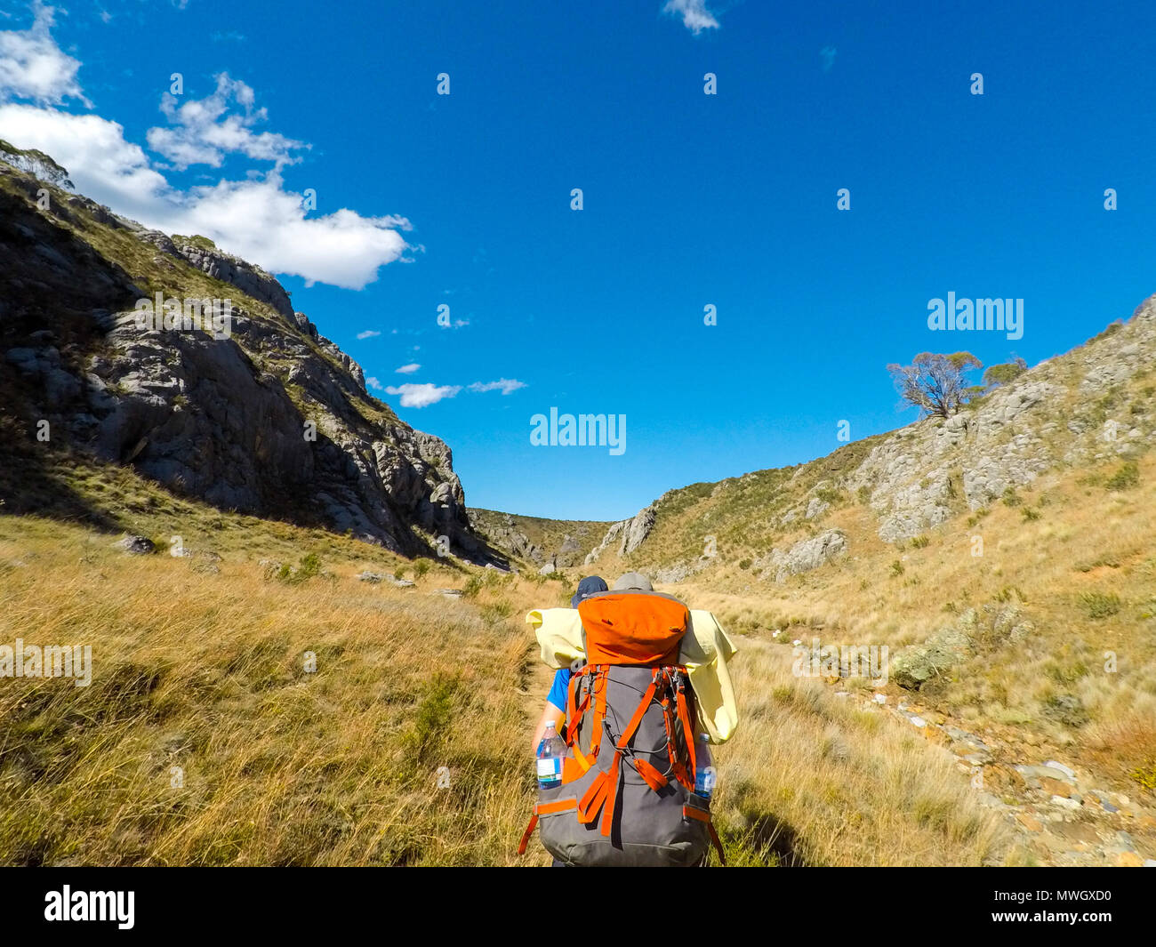 A hiker hiking through grasslands at Kosciuszko National Park ...