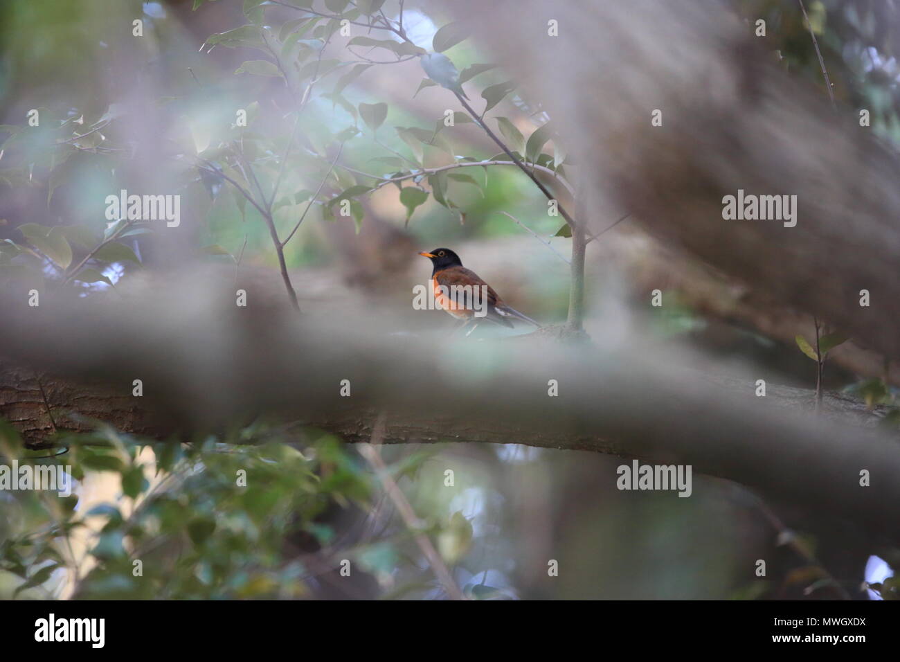 Izu Islands thrush (Turdus celaenops) in Japan Stock Photo - Alamy