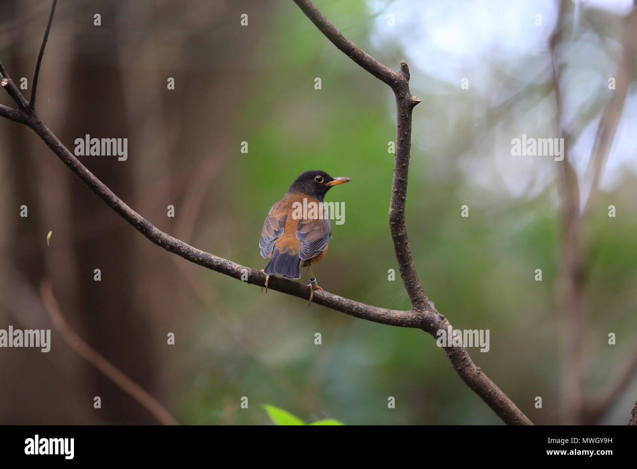 Izu Islands thrush (Turdus celaenops) in Japan Stock Photo - Alamy