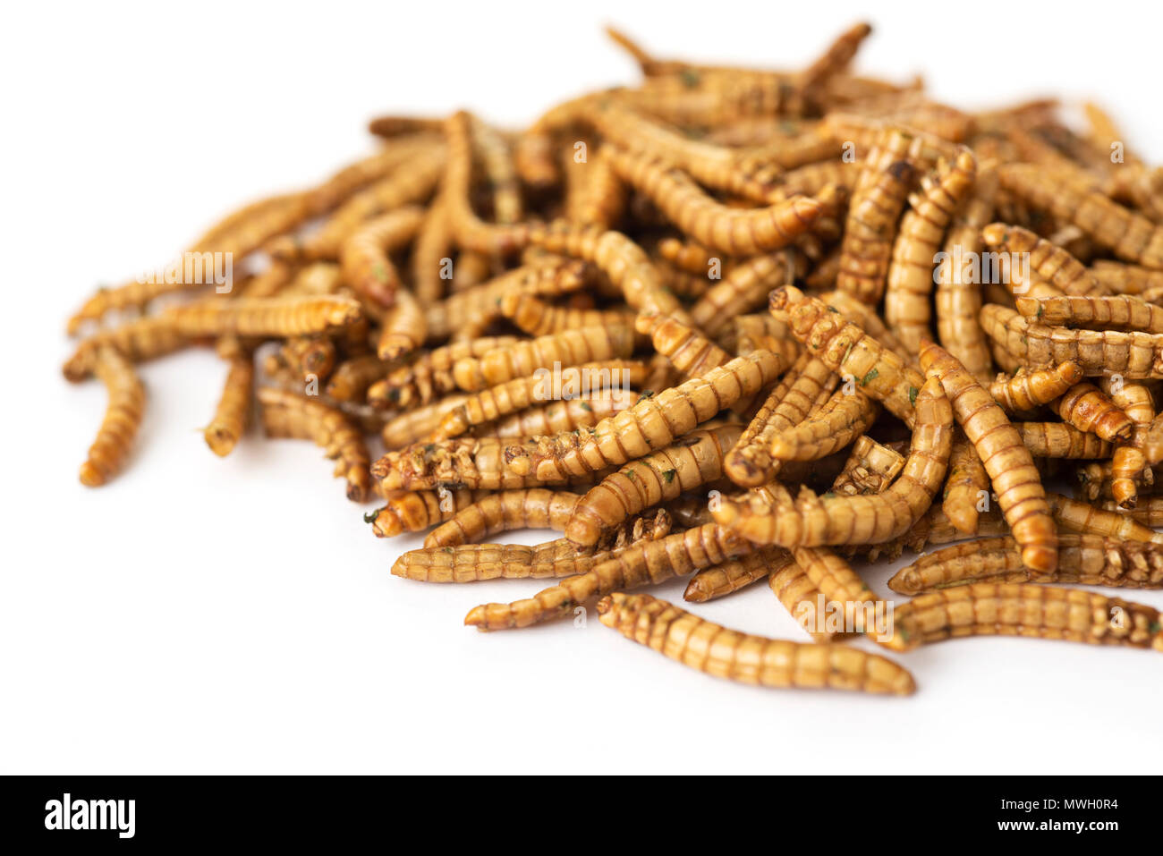 fried worms seasoned with garlic and herbs, on a white background Stock ...