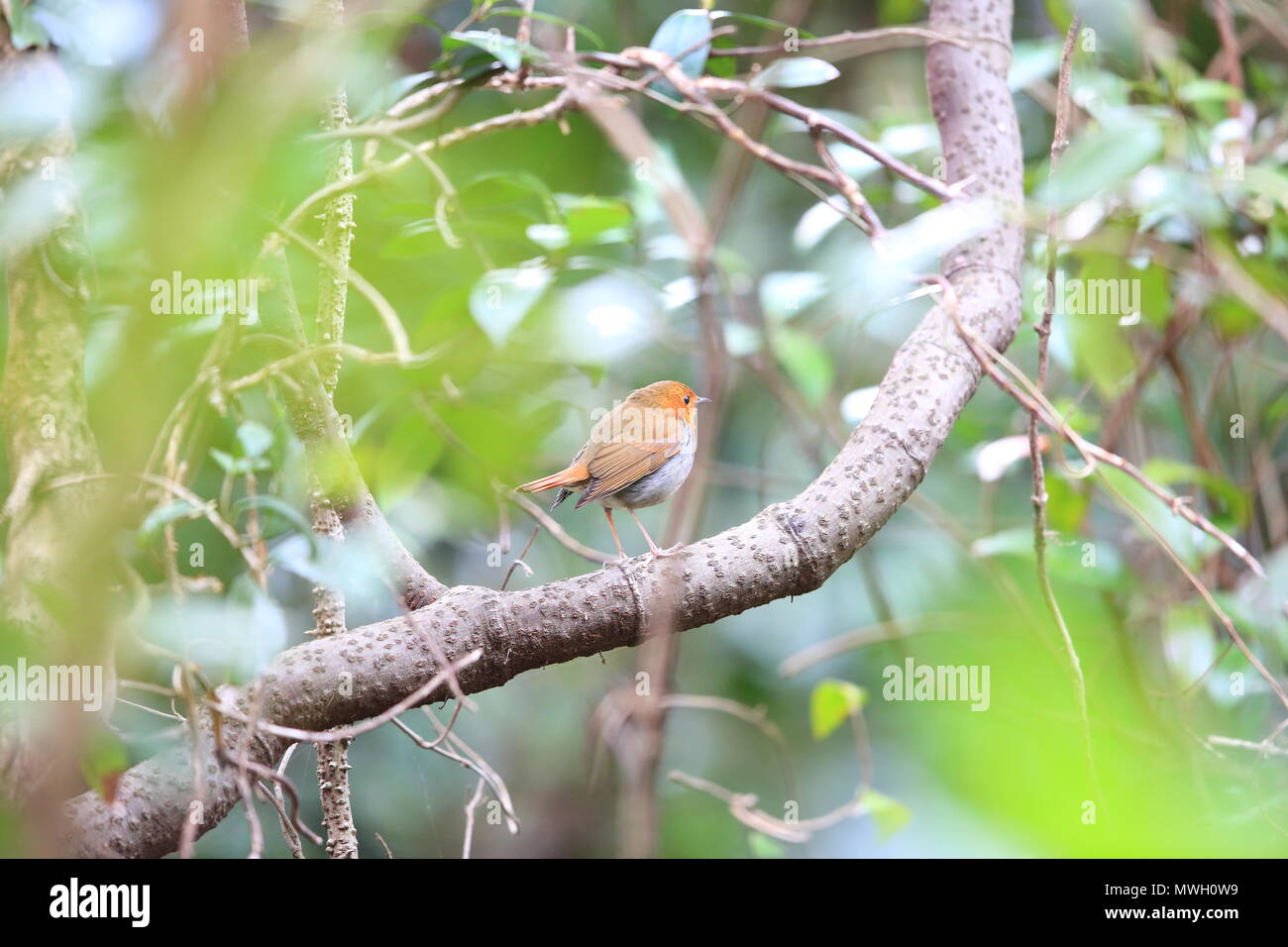 Japanese robin (Erithacus akahige tanensis) in Miyake Island, Japan ...