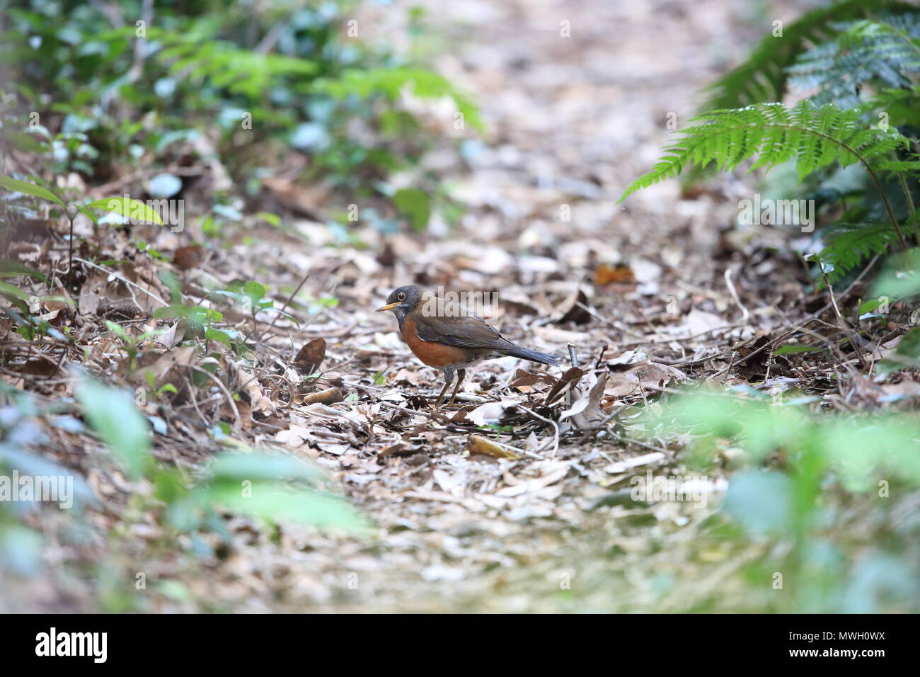 Celaenops hi-res stock photography and images - Alamy