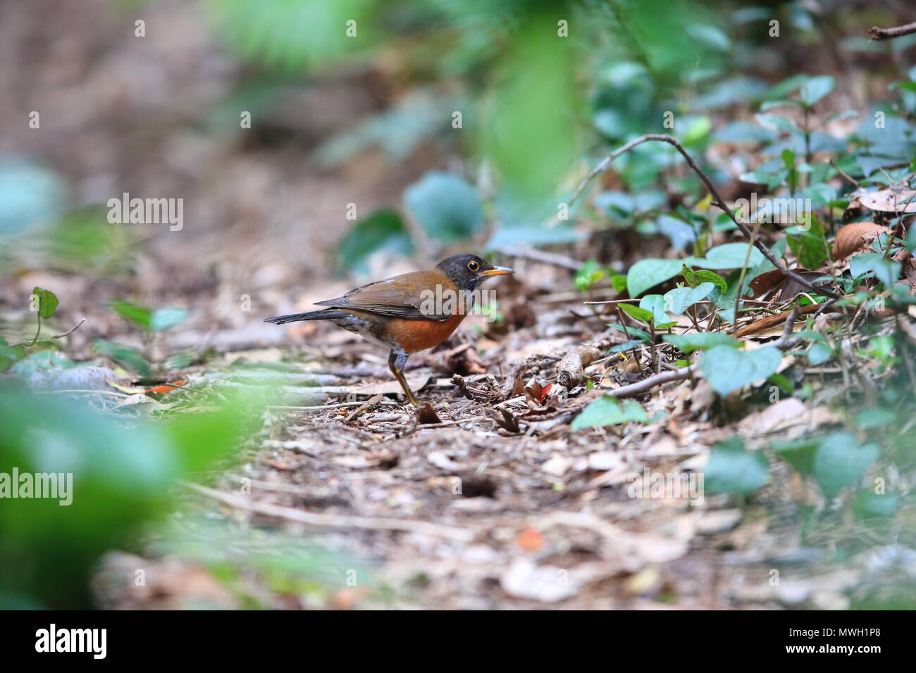 Izu Islands thrush (Turdus celaenops) in Japan Stock Photo - Alamy