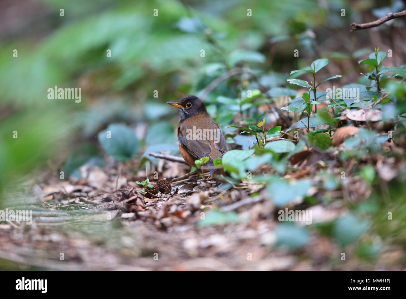 Izu thrush hi-res stock photography and images - Alamy