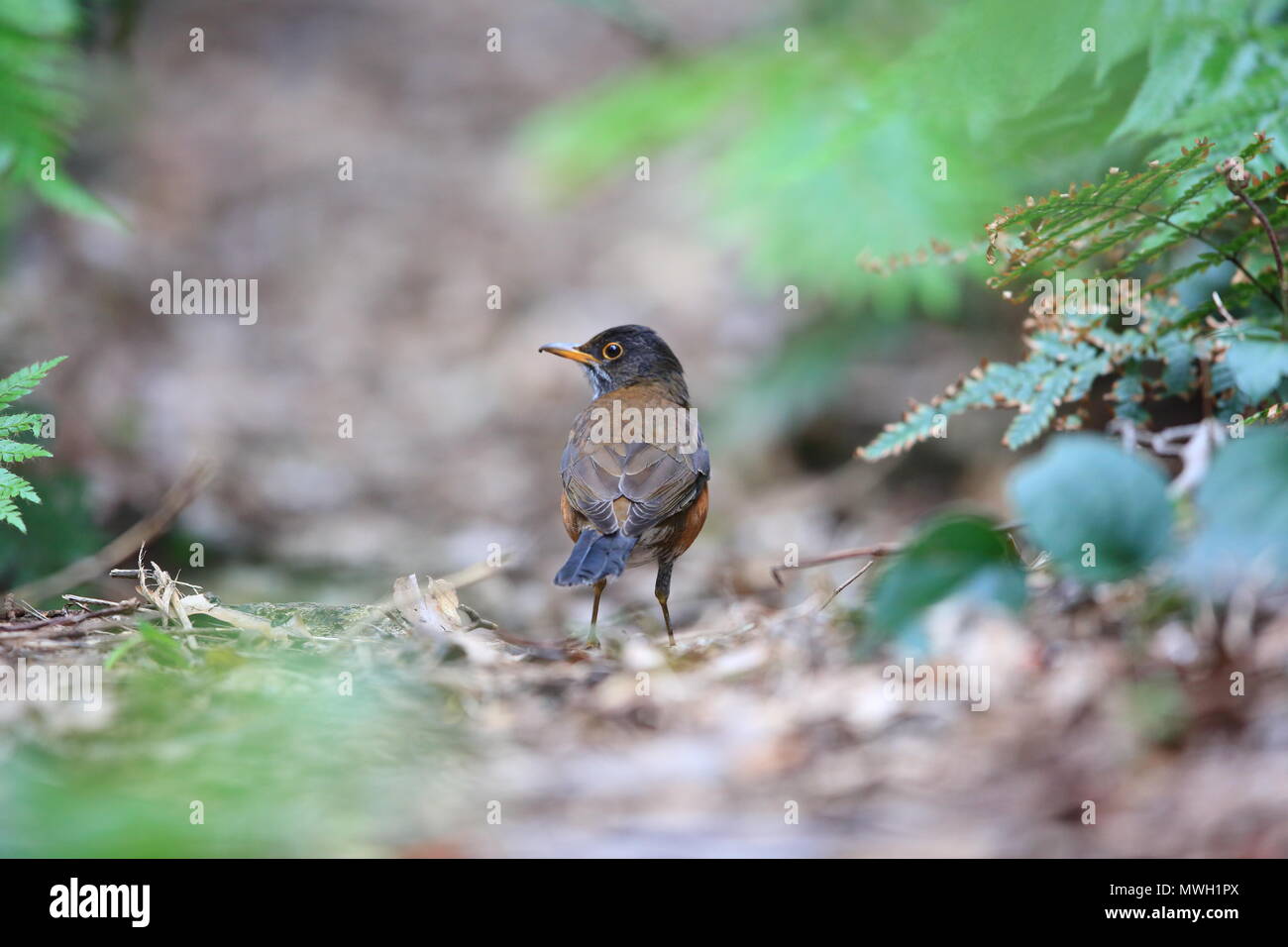 Izu Islands thrush (Turdus celaenops) in Japan Stock Photo - Alamy