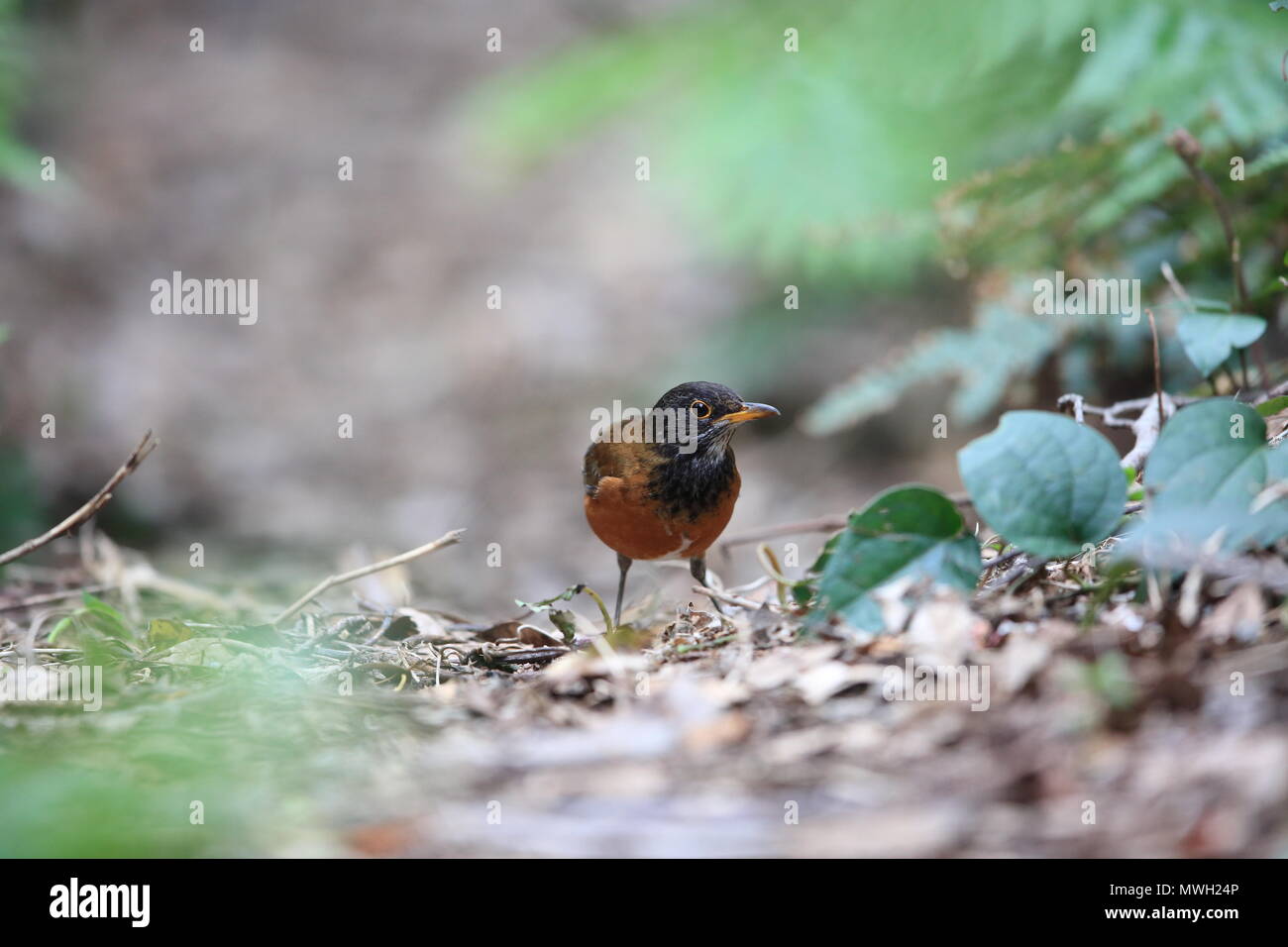 Izu Islands thrush (Turdus celaenops) in Japan Stock Photo - Alamy