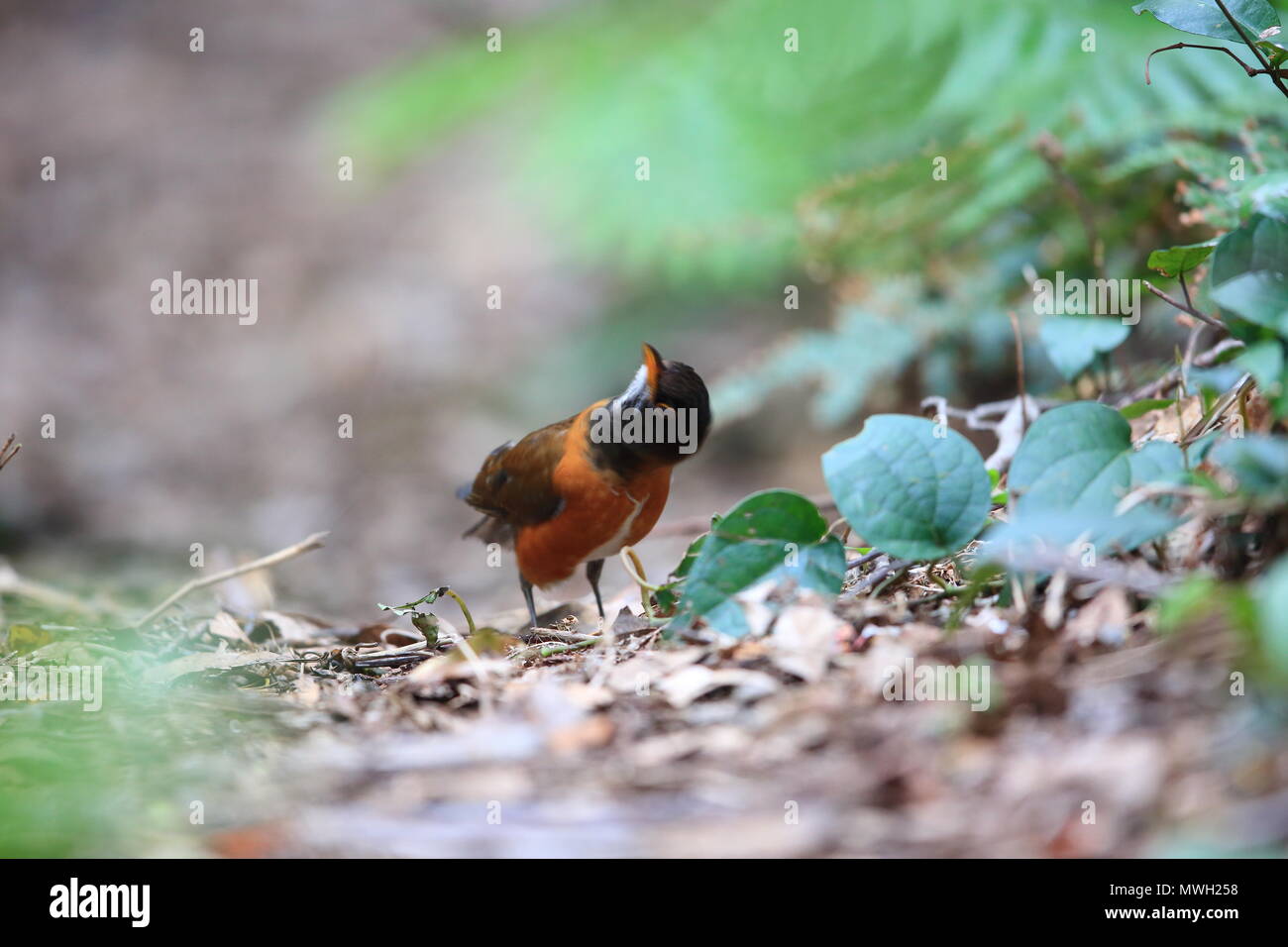Izu Islands thrush (Turdus celaenops) in Japan Stock Photo - Alamy