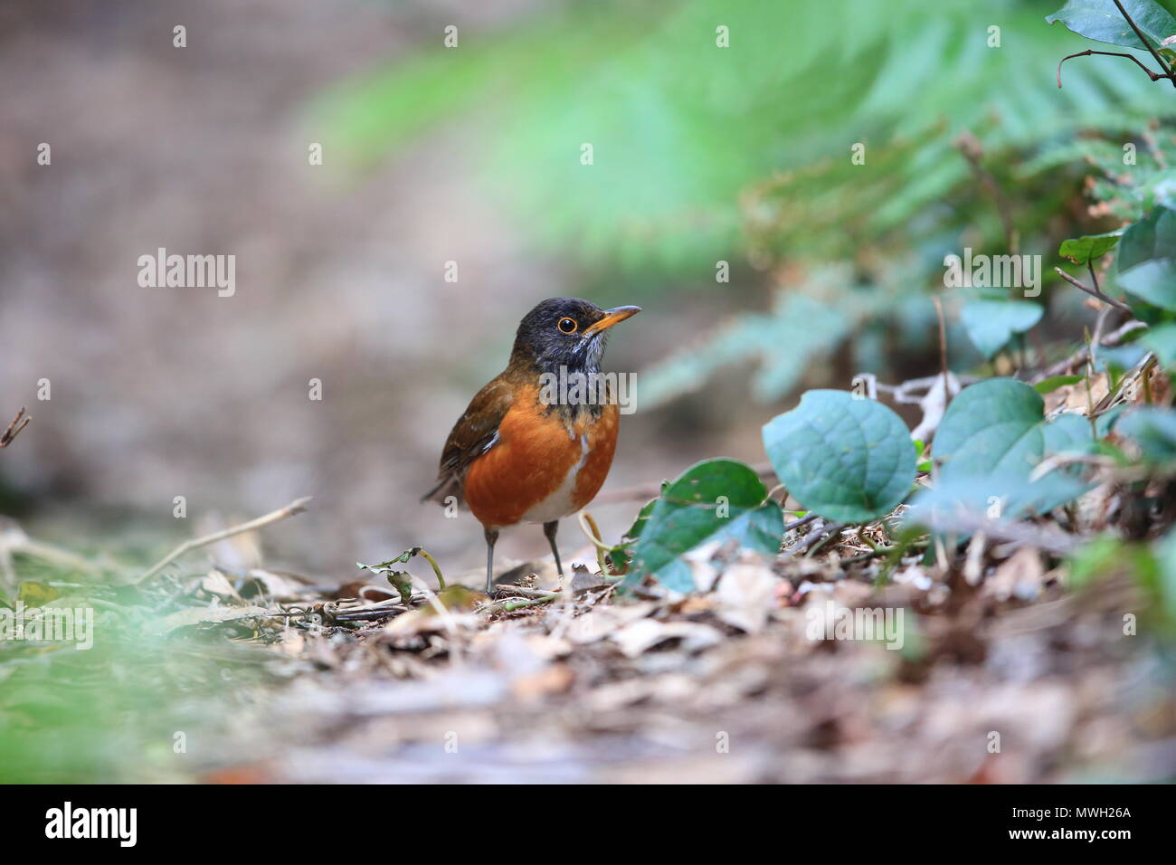 Izu Islands thrush (Turdus celaenops) in Japan Stock Photo - Alamy