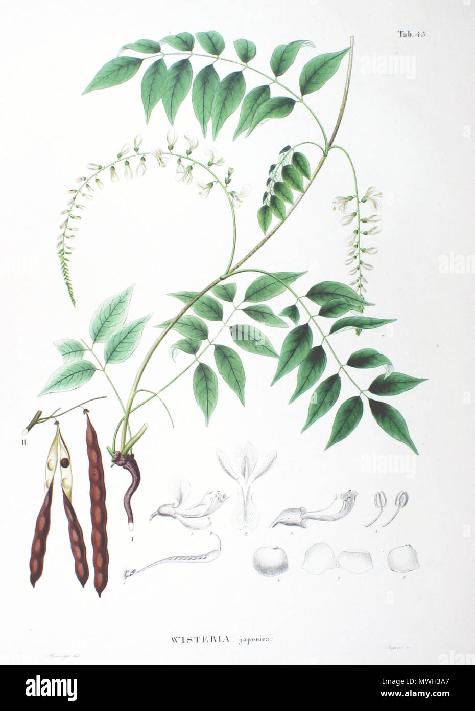 . Millettia japonica . 1870. Philipp Franz von Siebold and Joseph ...