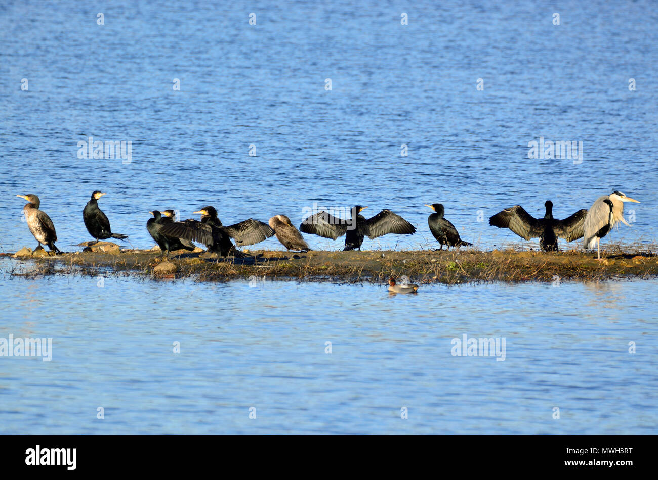 Cormorants (Phalacrocorax carbo) and Grey Heron (Ardea cinerea) at ...