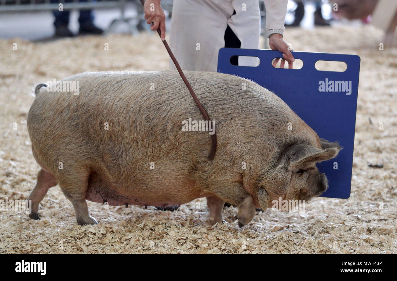 The pig near bath hi-res stock photography and images - Alamy