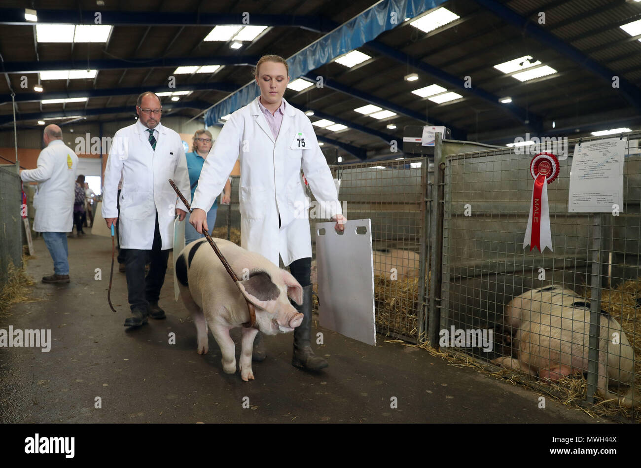 The pig near bath hi-res stock photography and images - Alamy