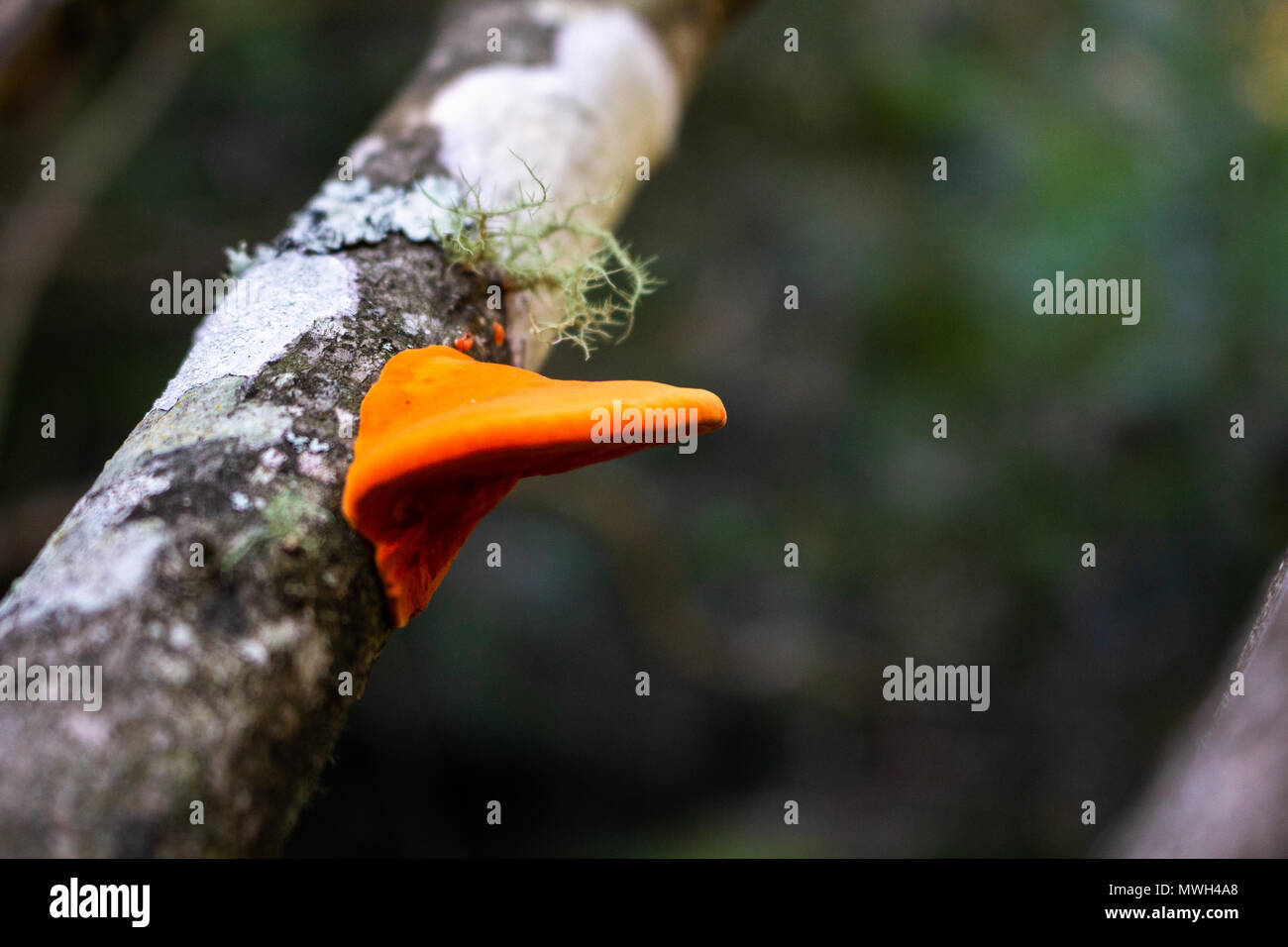Australian fungus hi-res stock photography and images - Alamy