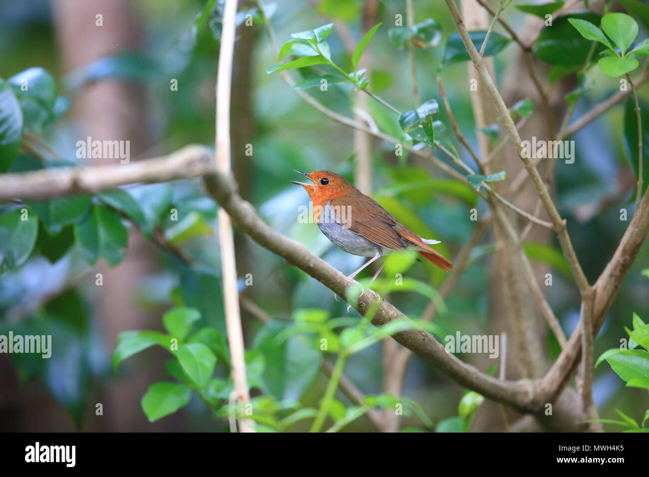 Japanese robin (Erithacus akahige tanensis) in Miyake Island, Japan ...