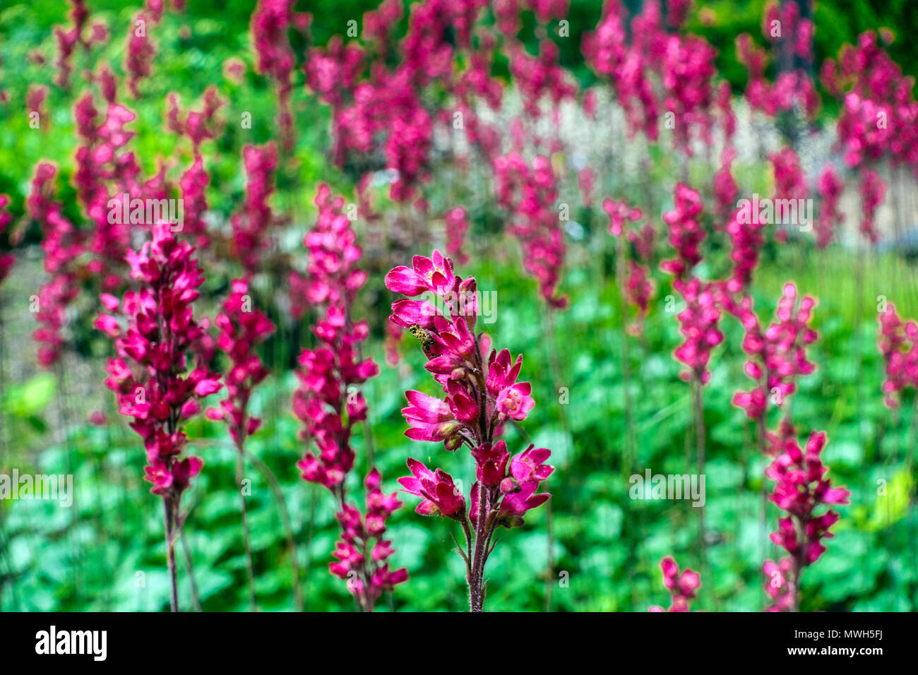 Flower Flowers Blooming Blooms Flowering In Bloom, Coral Bells Alumroot ...
